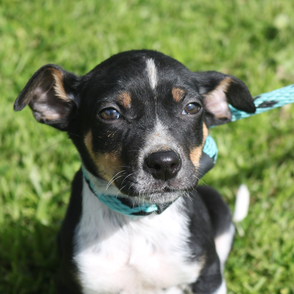 Kai - Small Male Pointer Mix Mix Dog in VIC - PetRescue