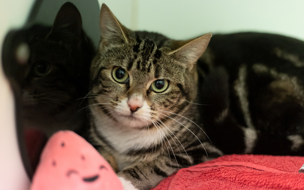 Zora - Female Domestic Short Hair Mix Cat in VIC - PetRescue