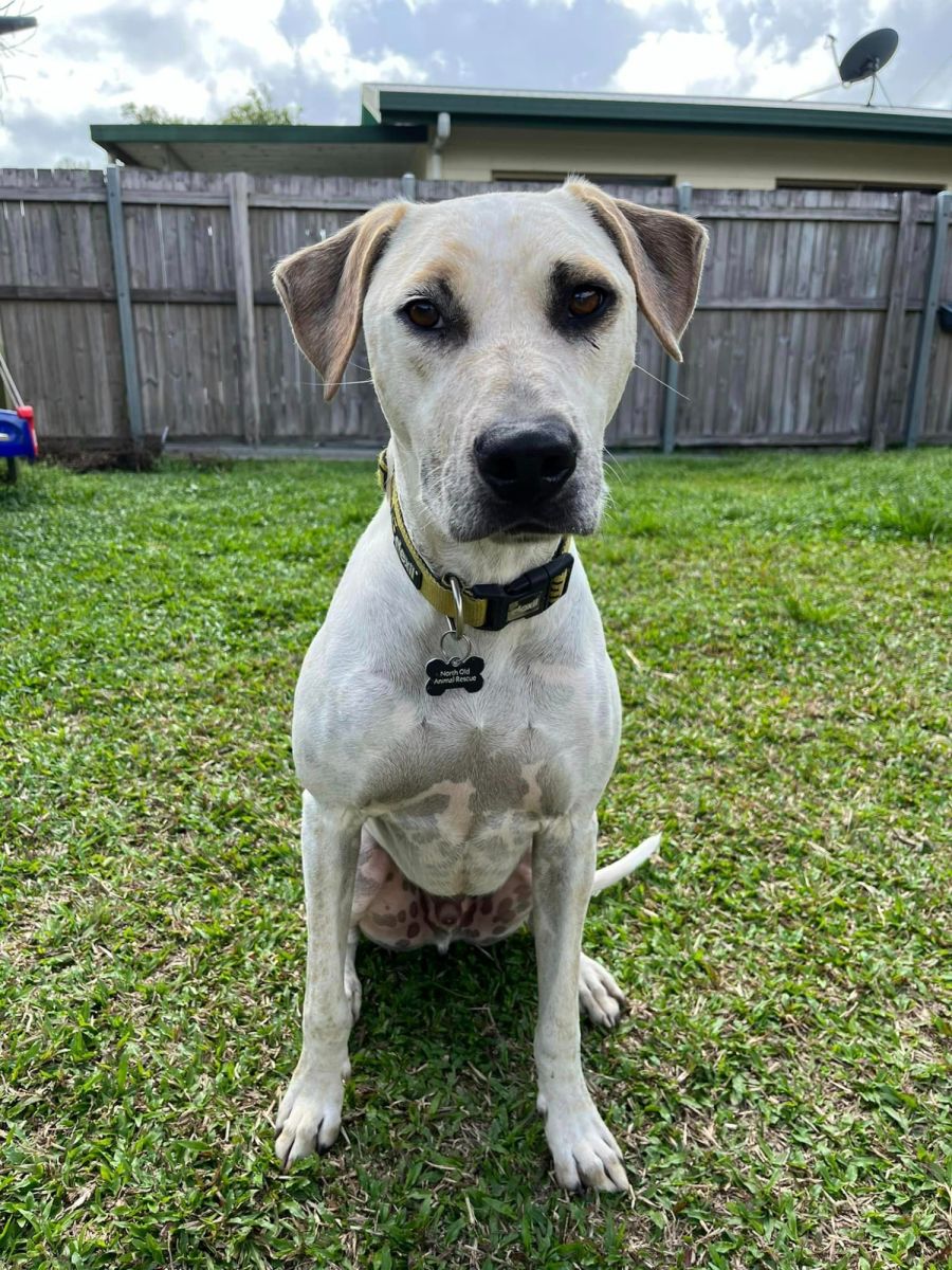 Cuba - Large Male Australian Cattle Dog Mix Dog in QLD - PetRescue
