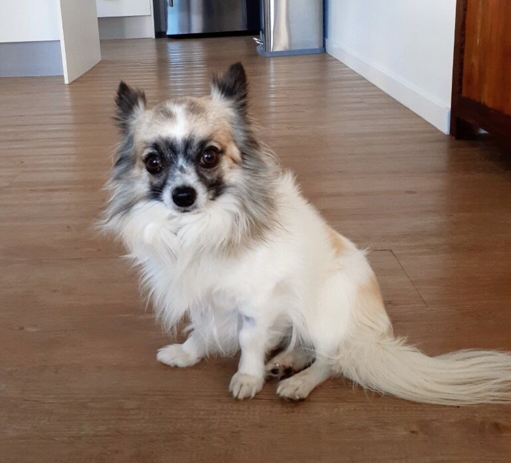 Rex - Small Male Long Hair Chihuahua Mix Dog in QLD - PetRescue