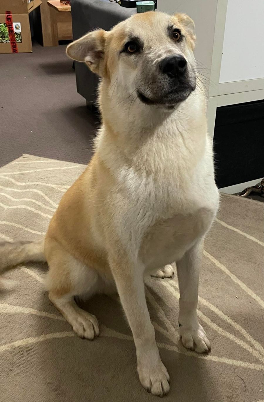 Midas - Large Male Husky Mix Dog in VIC - PetRescue