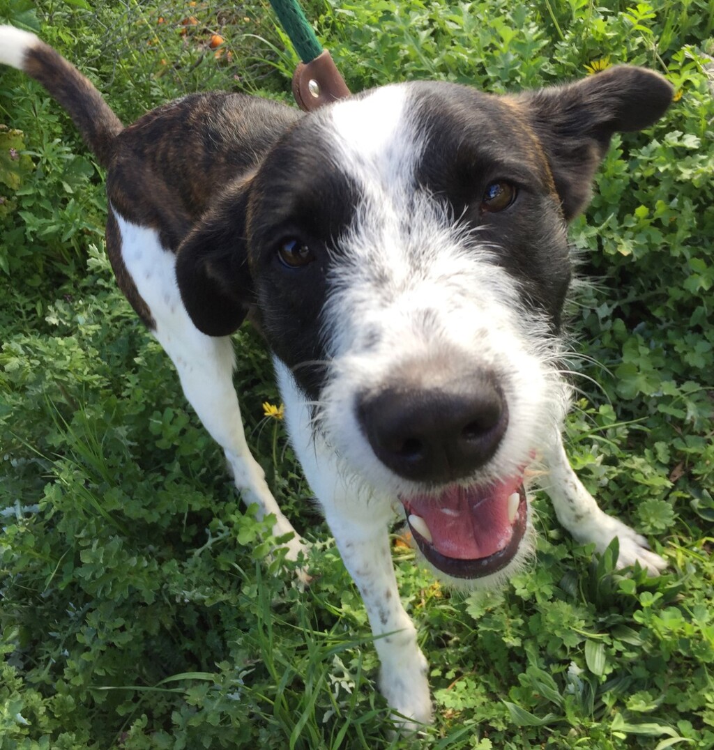 Dougal - Large Male Australian Cattle Dog x Staghound Dog in VIC ...
