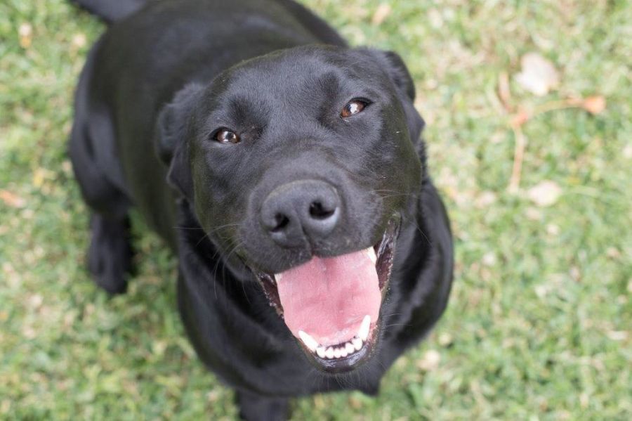 Oreo Zaborksi - Large Female Labrador Mix Dog in VIC - PetRescue