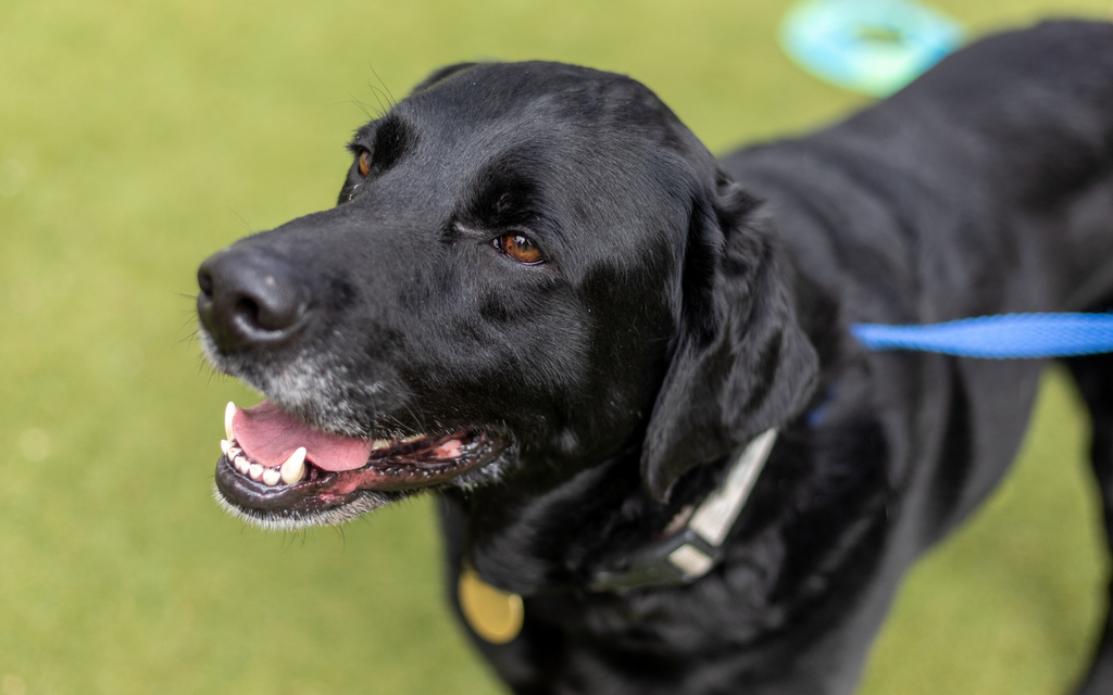 Shadow - Large Male Labrador Mix Dog in VIC - PetRescue