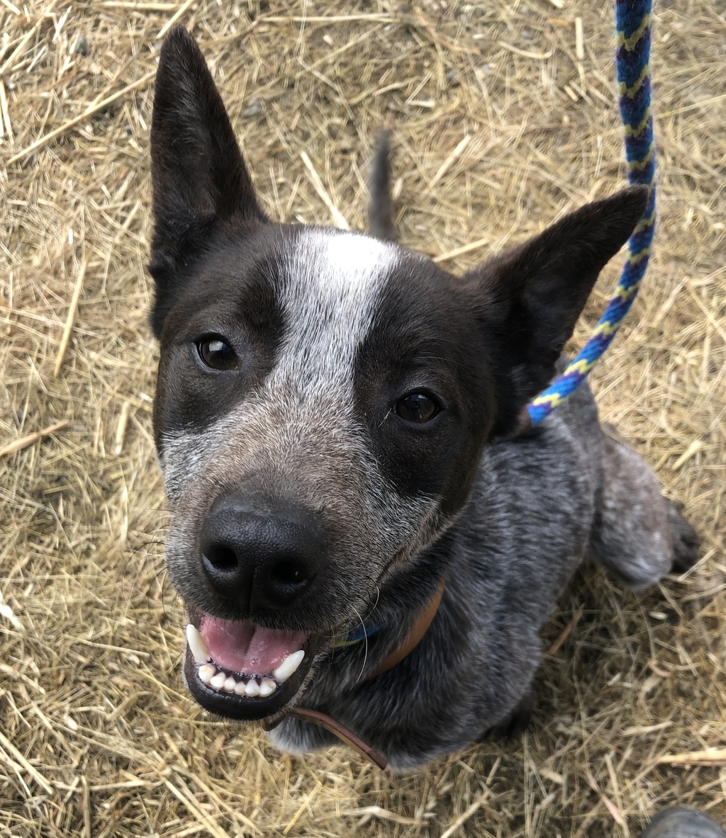 Zen - Medium Male Heeler Dog in VIC - PetRescue