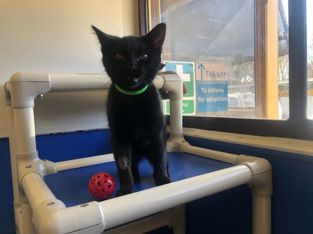 Plop - Male Domestic Short Hair Mix Cat in VIC - PetRescue