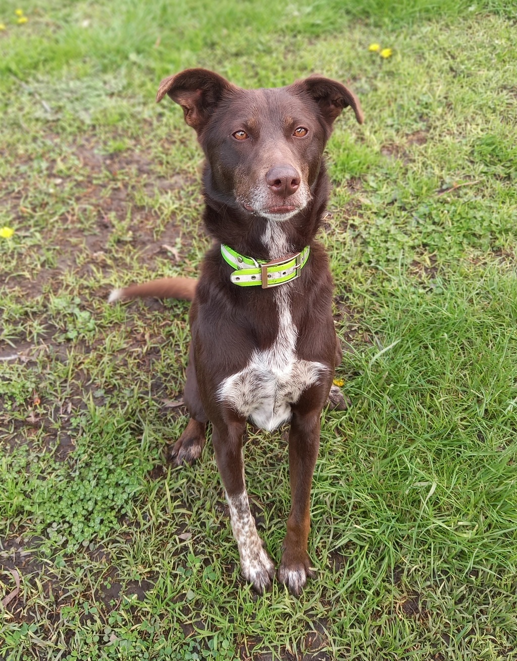 River - Large Female German Shorthaired Pointer x Kelpie Mix Dog in VIC ...