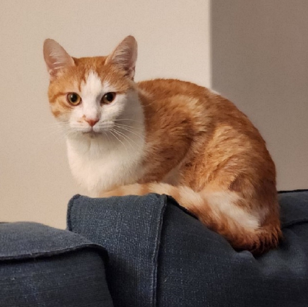 Calliope - Female Domestic Short Hair Mix Cat in WA - PetRescue