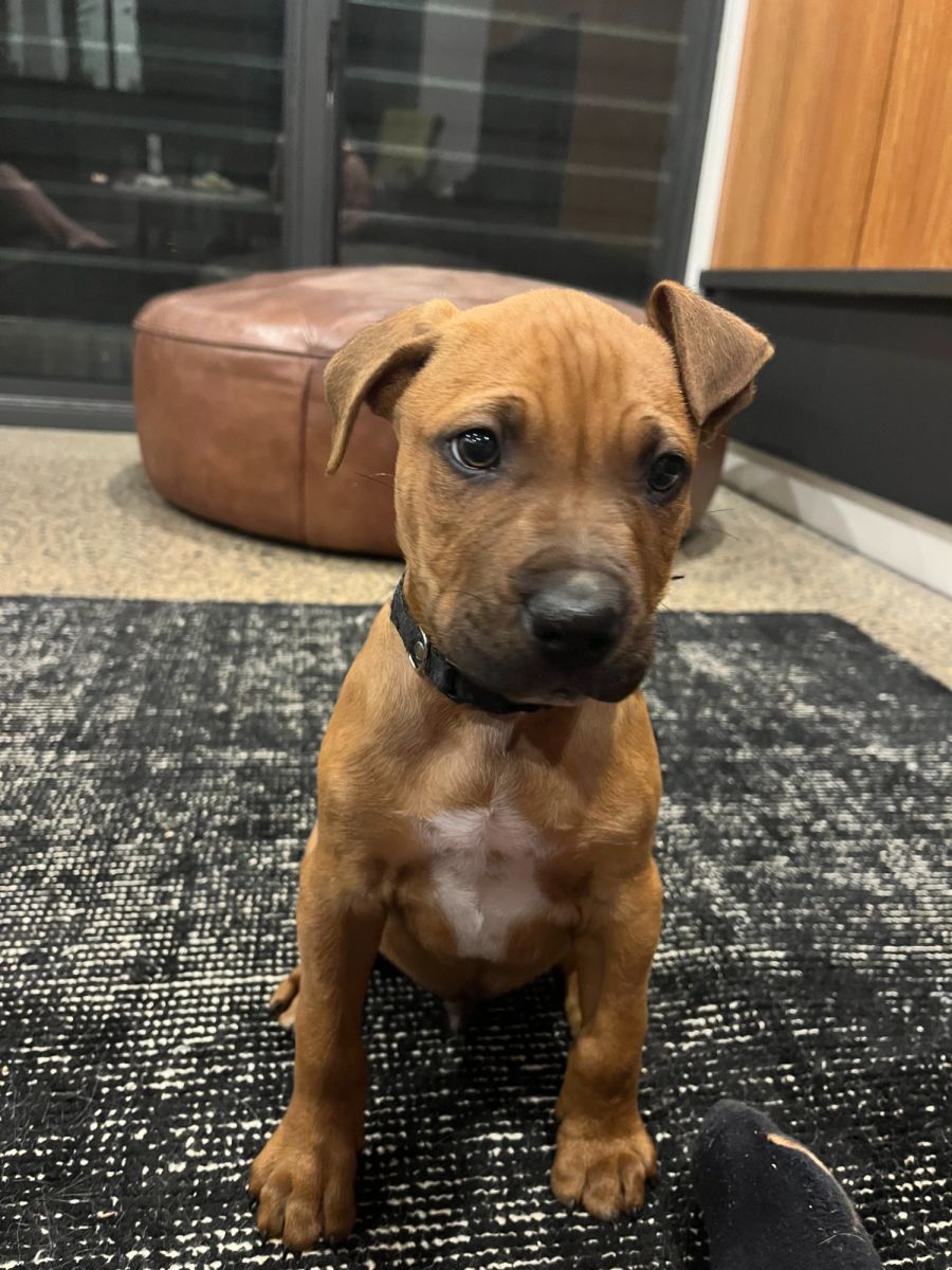 Sprout - Medium Male Staffy Mix Dog in NSW - PetRescue