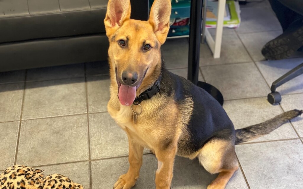 Bonny - Large Female German Shepherd Mix Dog in VIC - PetRescue