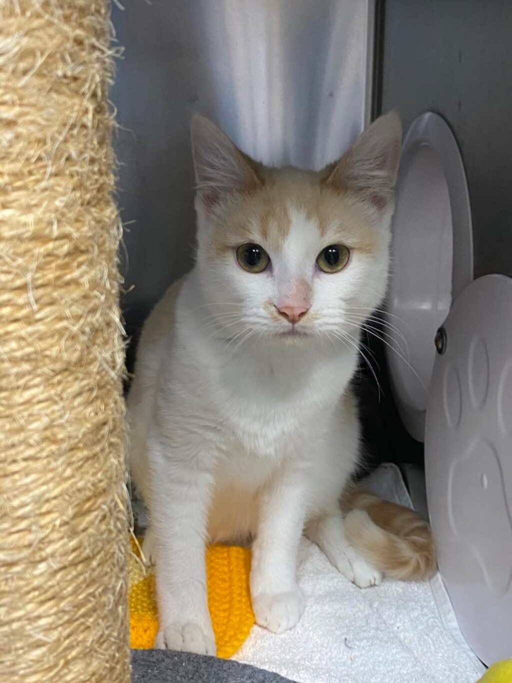 Micah - Male Domestic Short Hair Cat in ACT - PetRescue