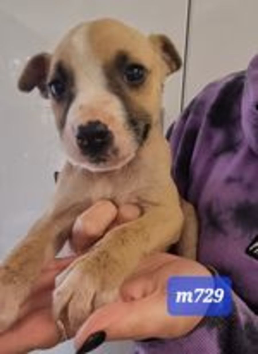 Scout - Medium Male Bull Arab Mix Dog in NSW - PetRescue