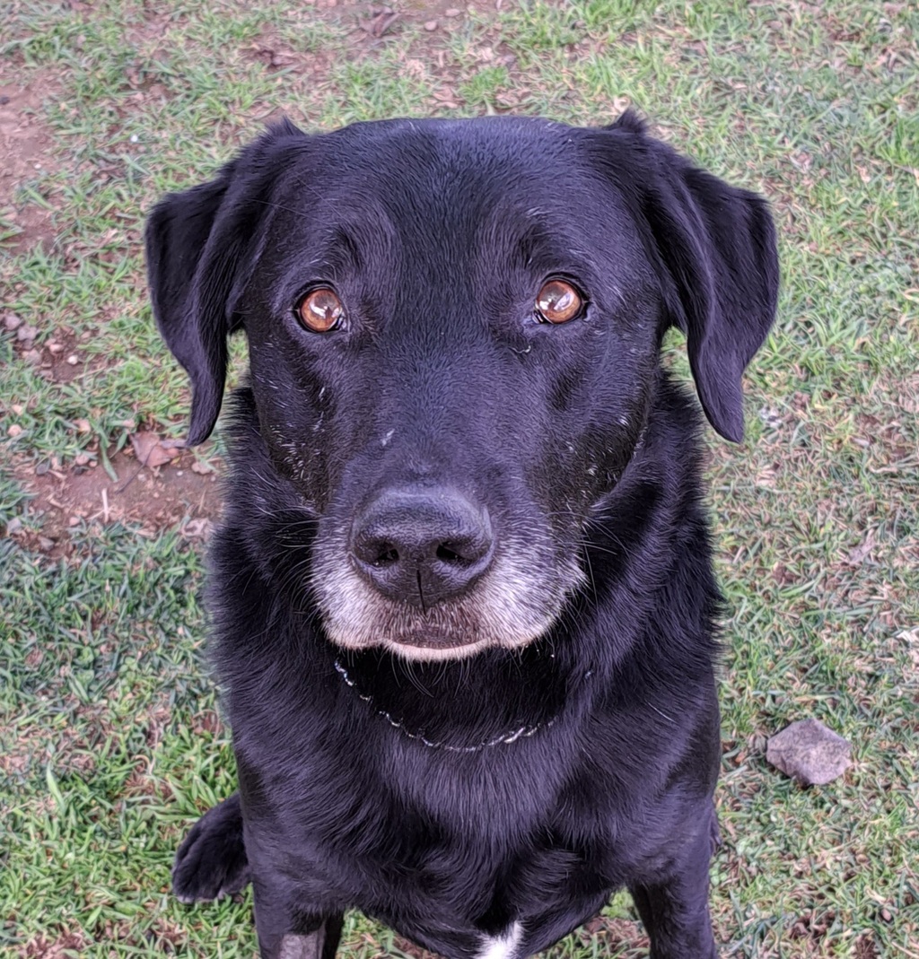 Duke - Medium Male Kelpie x Labrador Mix Dog in ACT - PetRescue