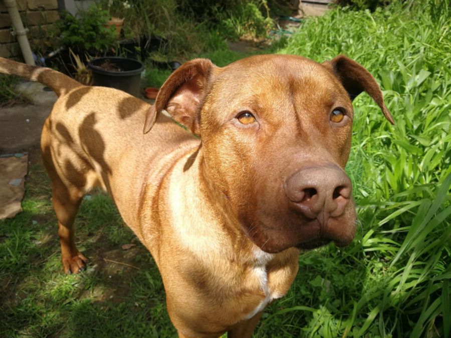 Waggin Tails Rescue - PetRescue