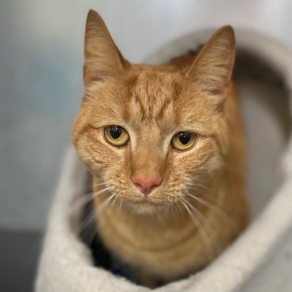 Squiggle - Female Domestic Short Hair Cat in VIC - PetRescue