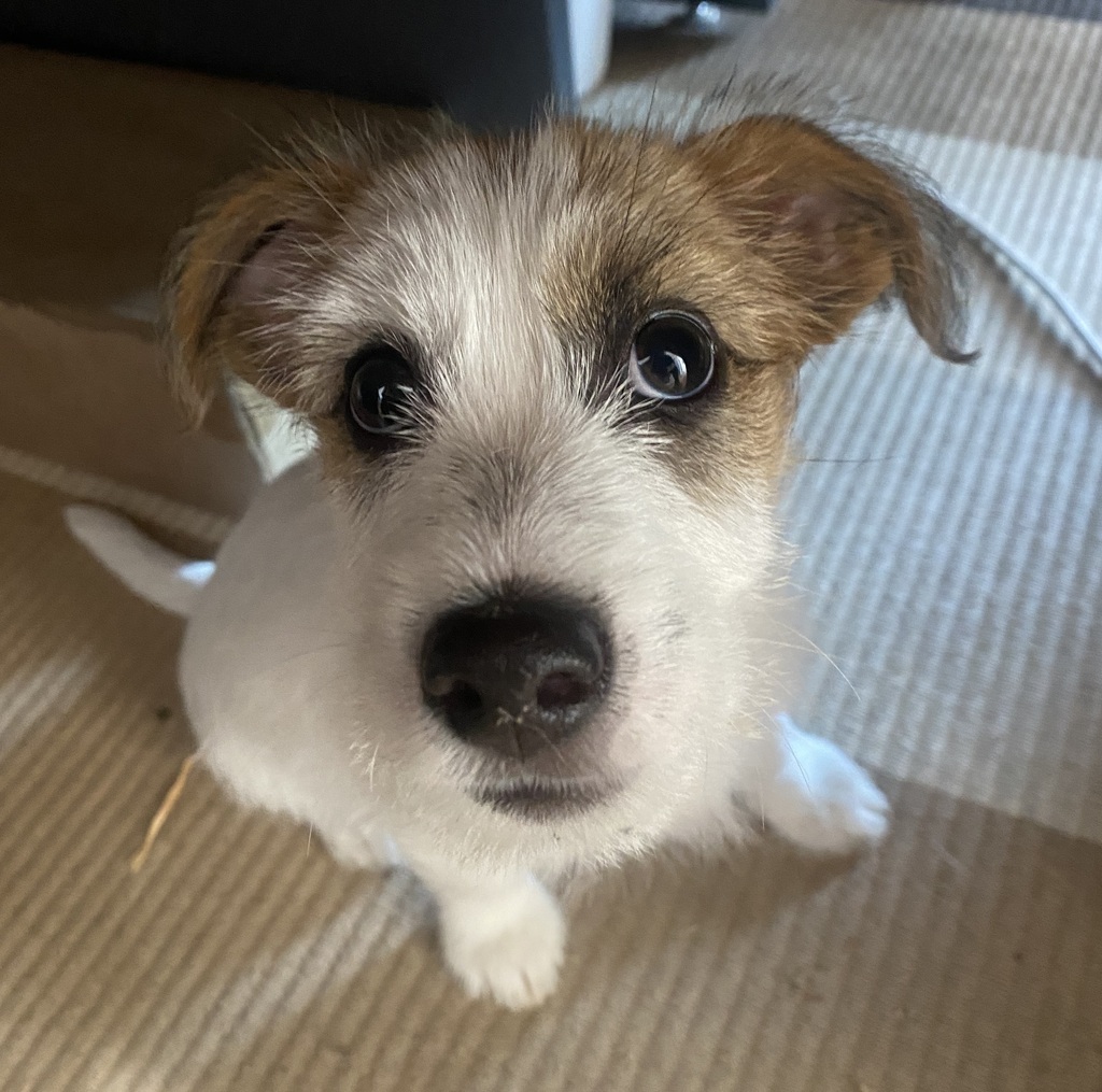 Legs - Small Male Jack Russell Terrier, Wirehaired Mix Dog in VIC ...