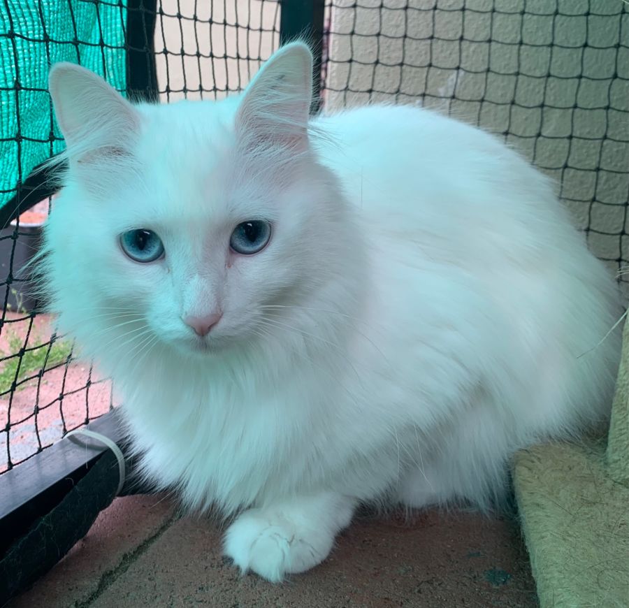 Princess - Female Manx Mix Cat in NSW - PetRescue