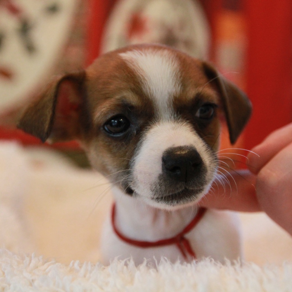 Fredrick - Small Male Jack Russell Terrier x Mixed Breed Mix Dog in WA ...