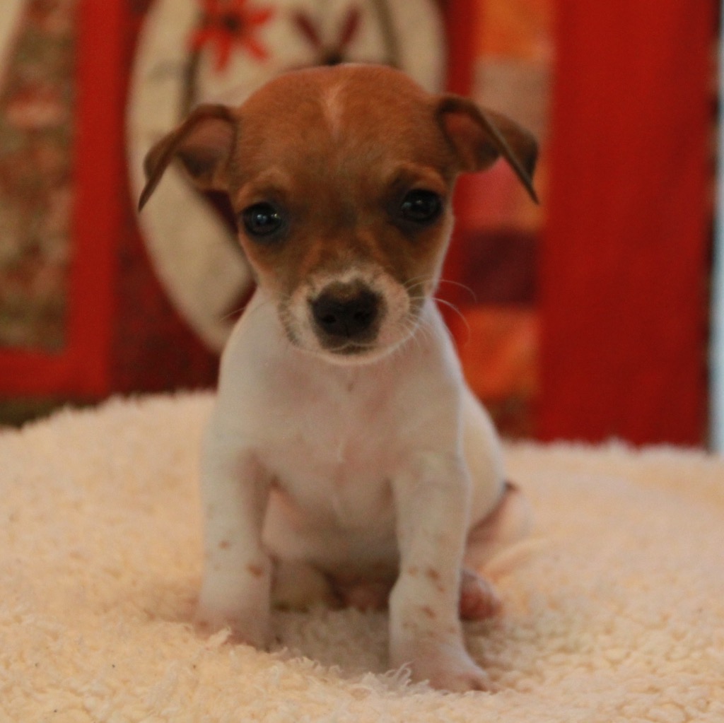 Mason - Small Male Jack Russell Terrier x Mixed Breed Mix Dog in WA ...