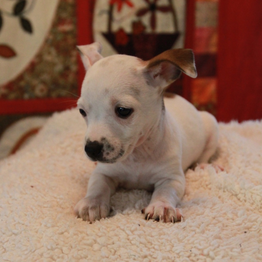 Winx - Small Female Jack Russell Terrier x Mixed Breed Mix Dog in WA ...