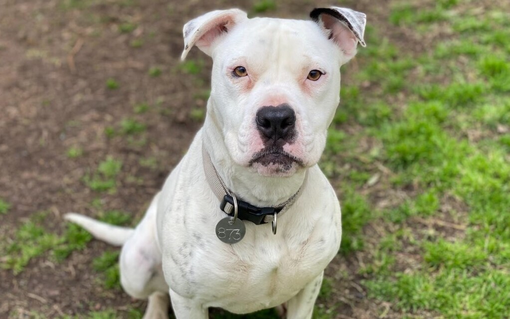 Millie - Medium Female Bull Arab x Staffordshire Bull Terrier Mix Dog ...