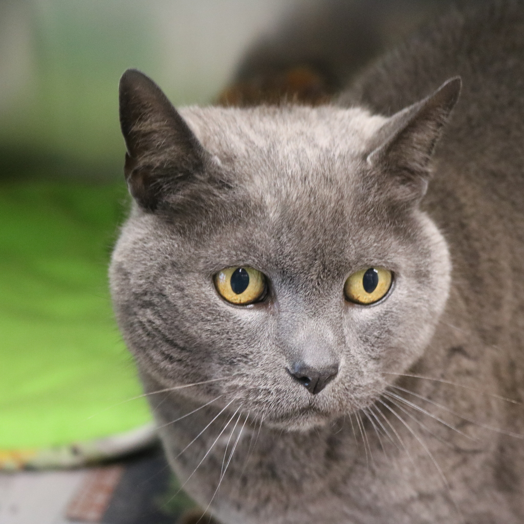 Bluebell - Female British Shorthair x Scottish Fold Mix Cat in VIC ...