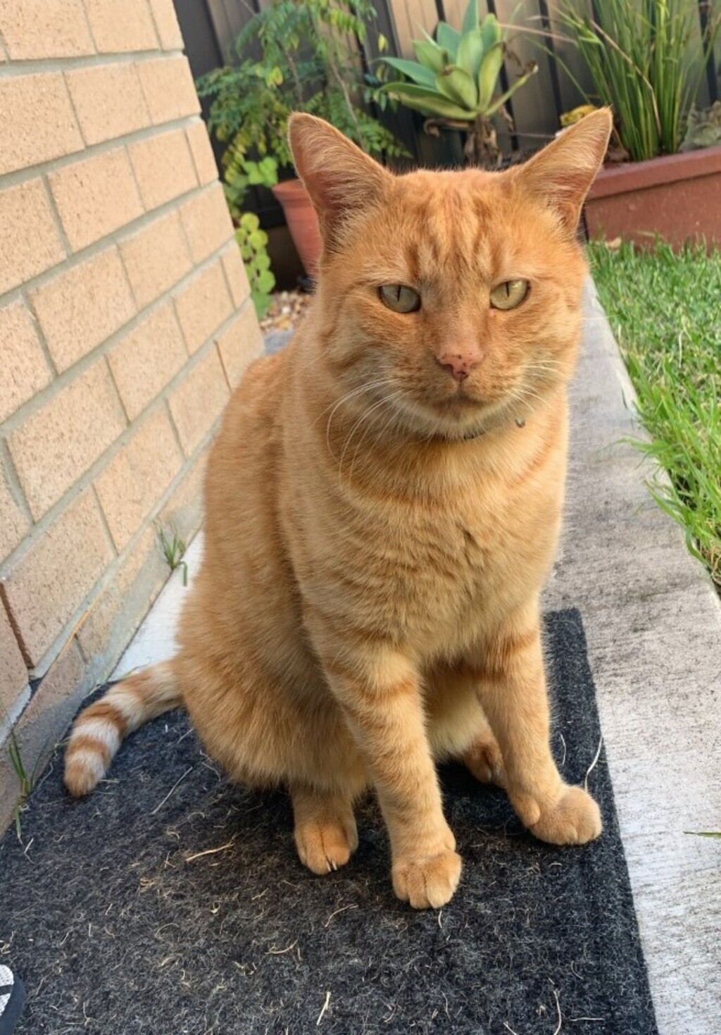Gimli - Male Domestic Short Hair Mix Cat in QLD - PetRescue