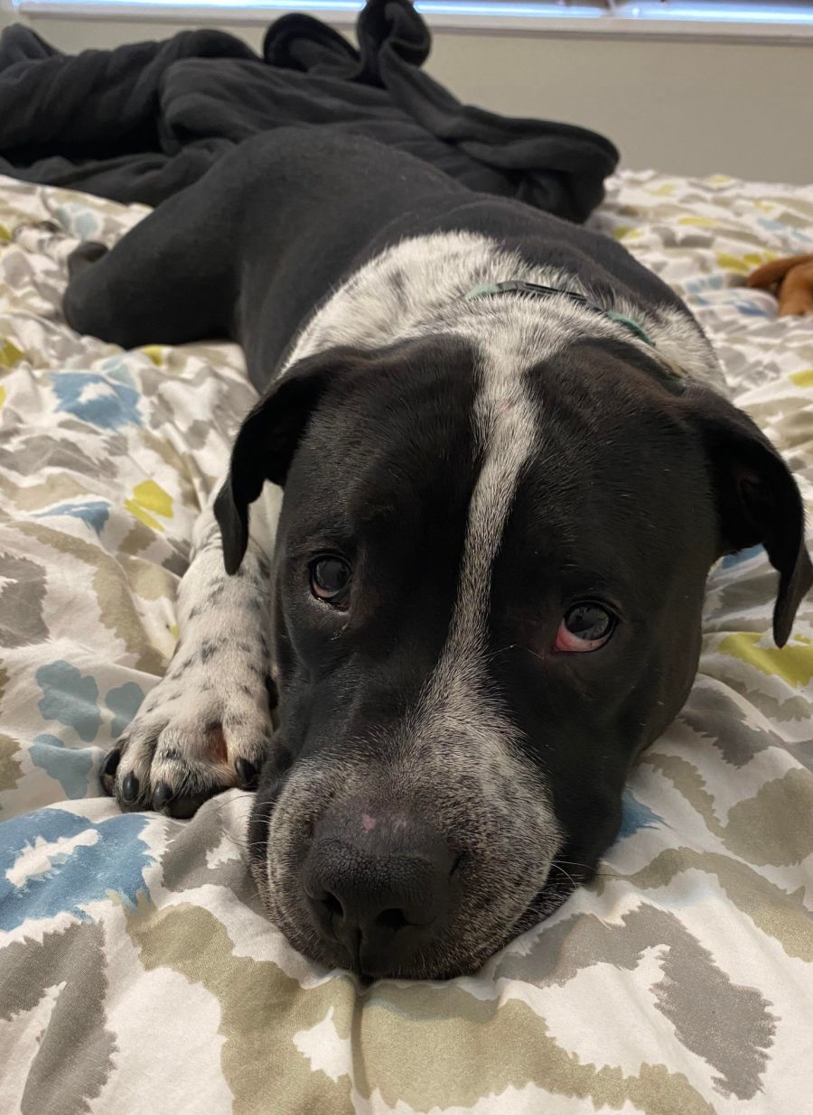 Charlie - Medium Male Staffy x Australian Cattle Dog Mix Dog in QLD ...