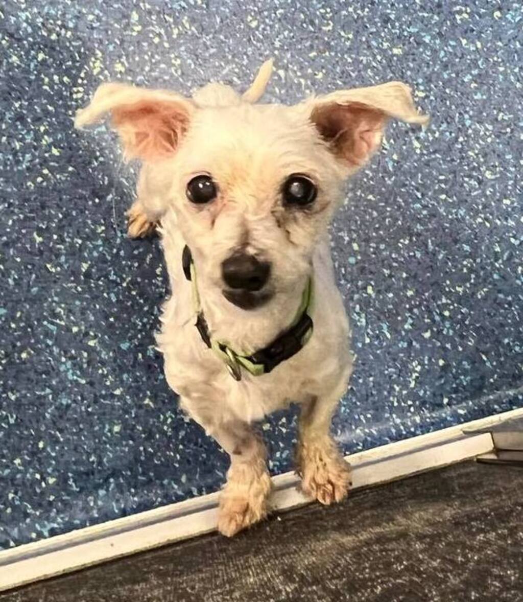 Shadow - Small Female Maltese Terrier Mix Dog in QLD - PetRescue