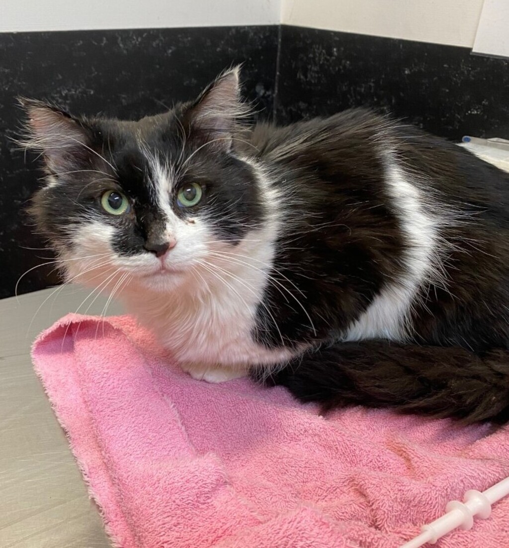 Sir Reginald - Male Domestic Medium Hair Mix Cat in VIC - PetRescue