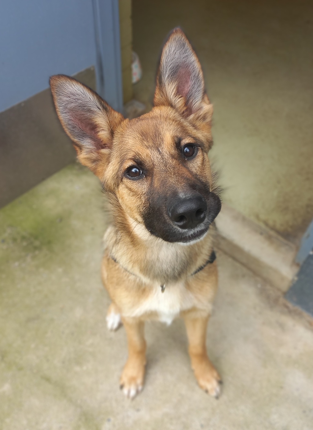 Sally - Medium Female German Shepherd Dog in VIC - PetRescue