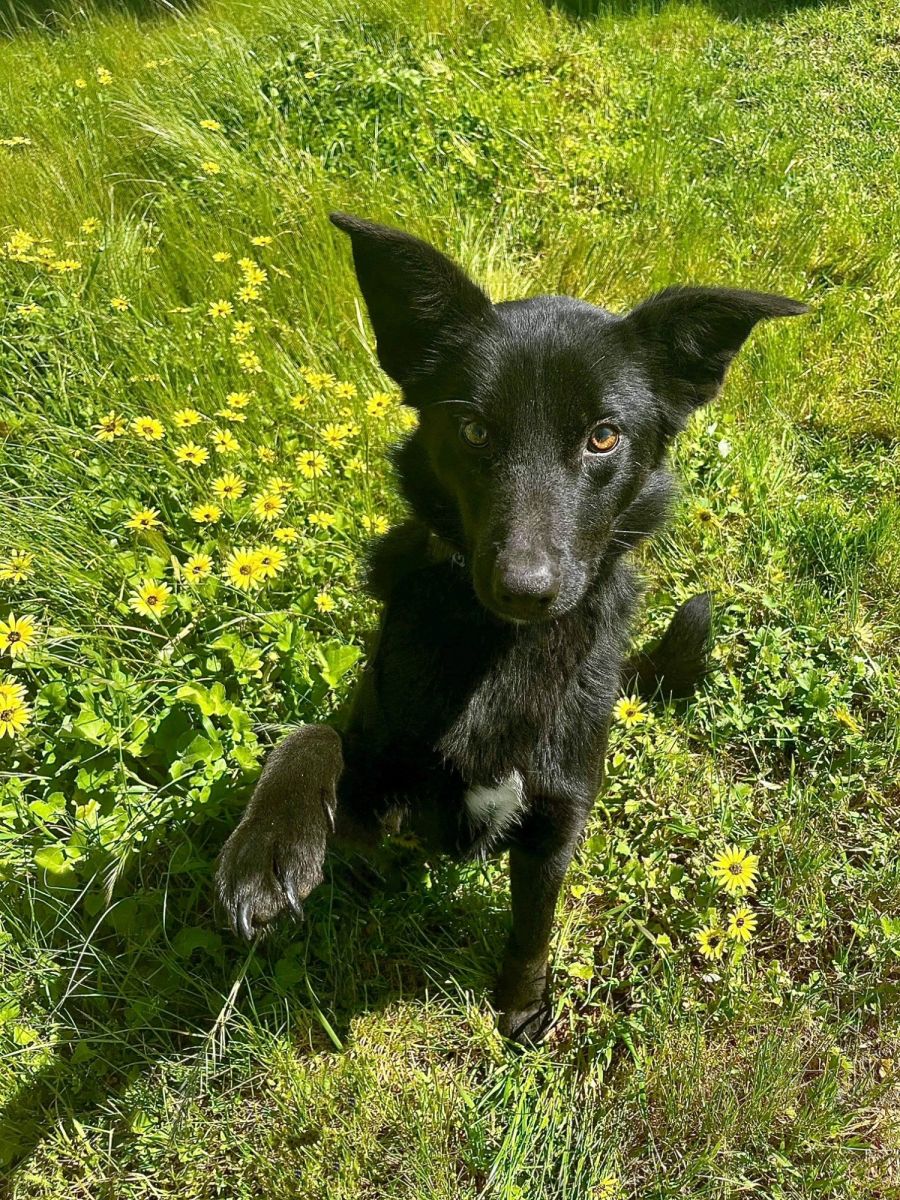 Rip - Medium Male Kelpie x Border Collie Mix Dog in NSW - PetRescue
