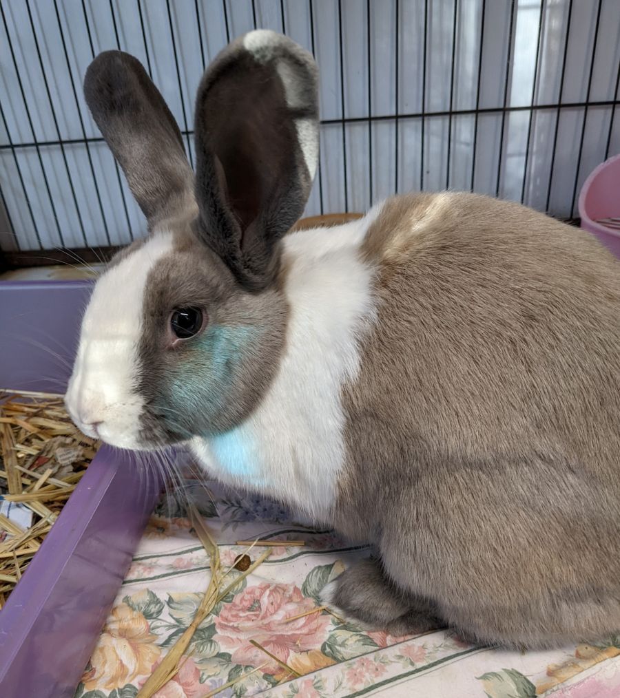 Violet - Female Dutch Rabbit in VIC - PetRescue