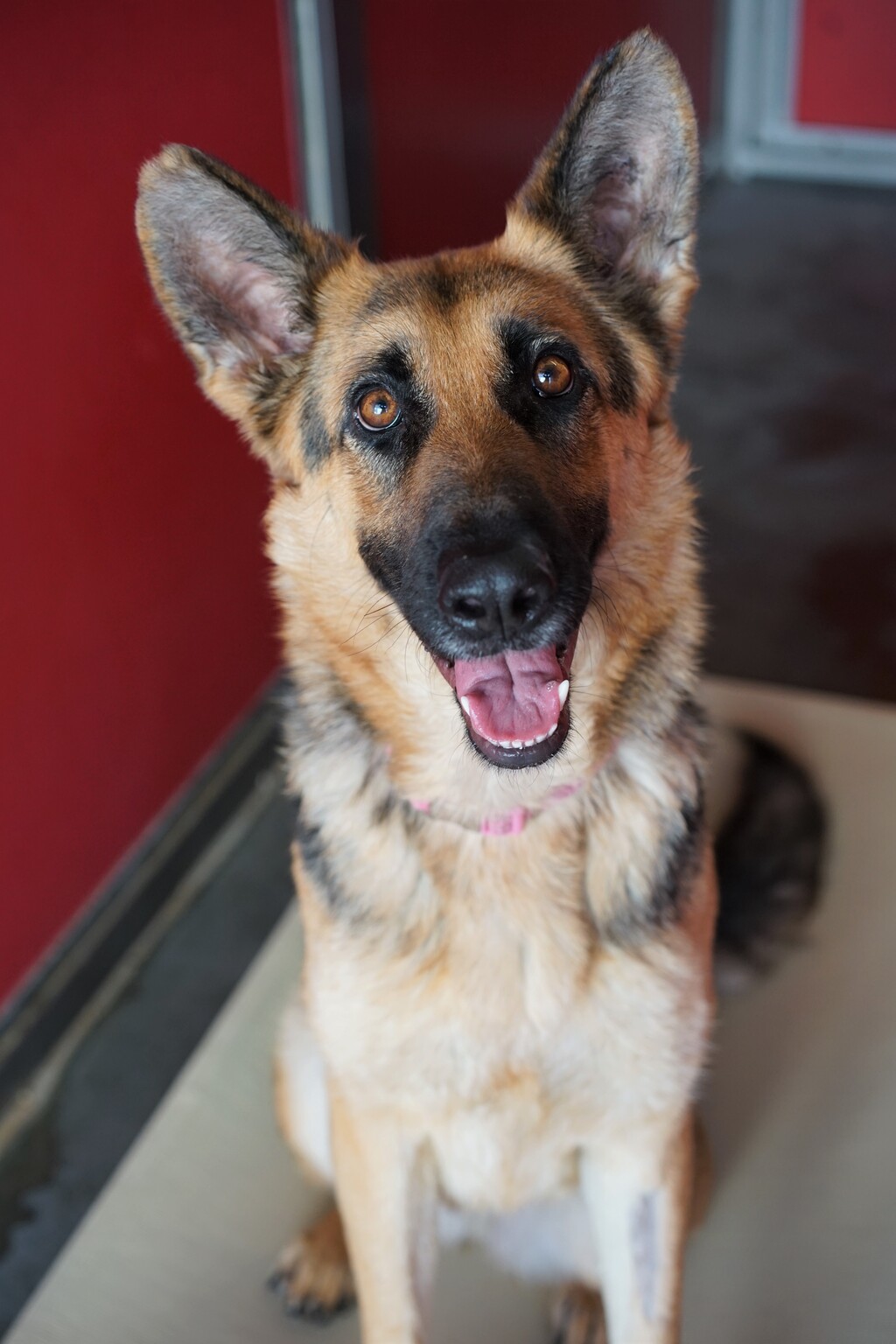 Ruby - Medium Female German Shepherd Mix Dog in QLD - PetRescue