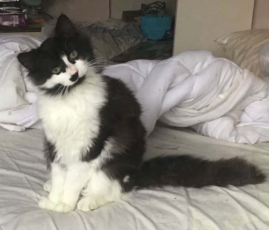 Mick - Male Domestic Medium Hair Cat in VIC - PetRescue