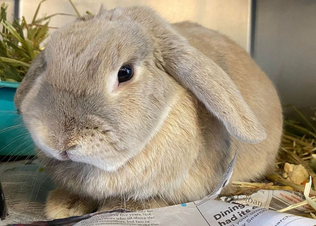 Madison - Female Lop Eared x Lilac Fox Mix Rabbit in VIC - PetRescue