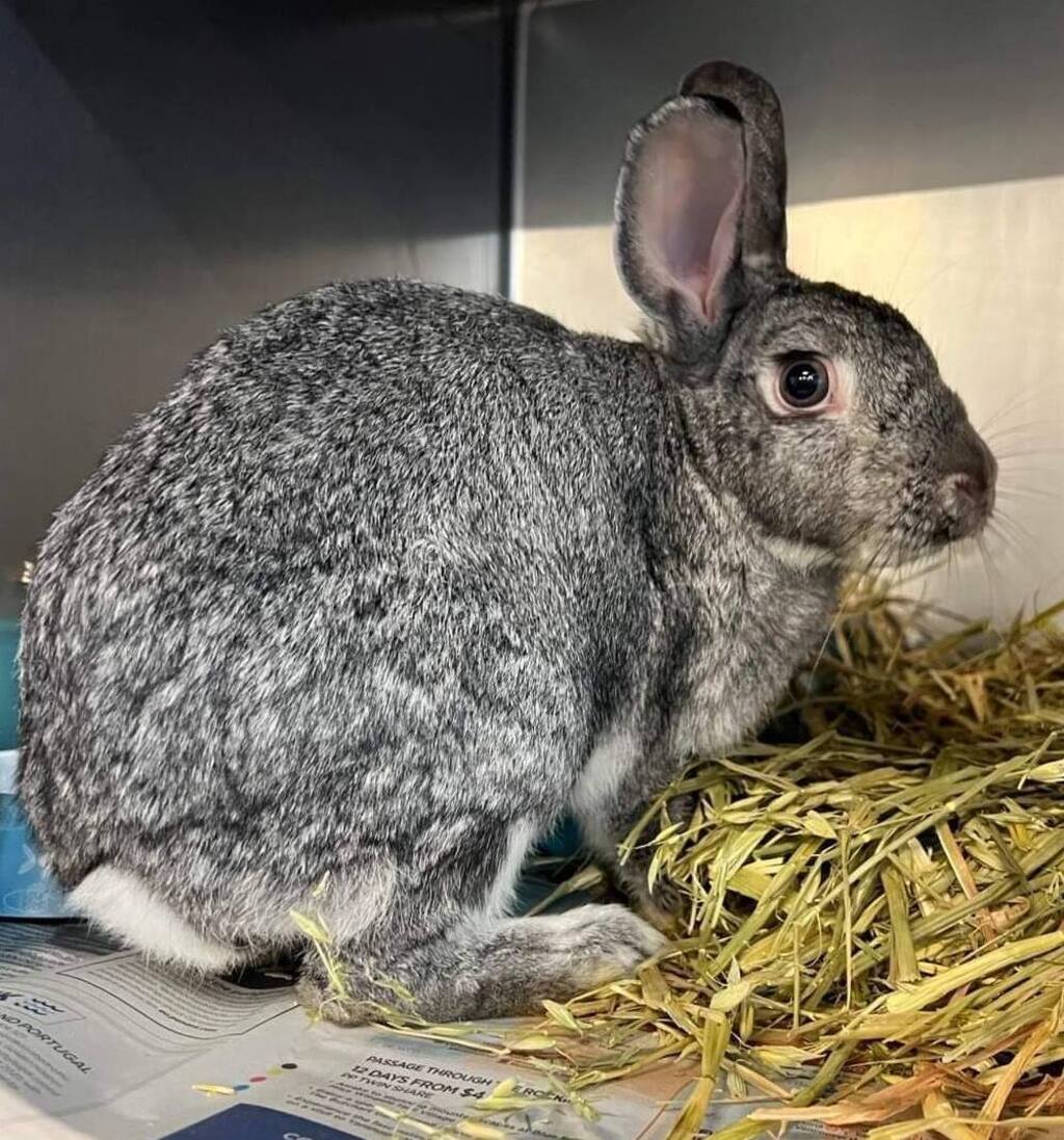 Flora - Female Flemish Giant Mix Rabbit in VIC - PetRescue