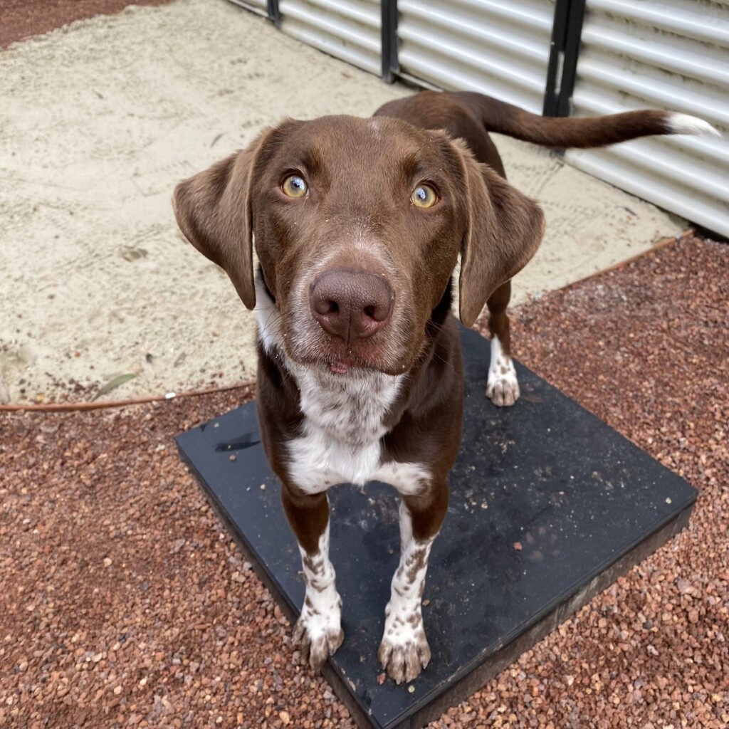 Donnie - Medium Male German Shorthaired Pointer x Kelpie Mix Dog in VIC ...