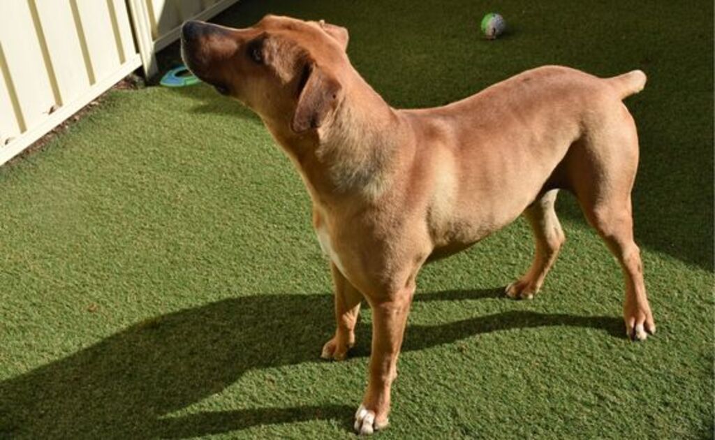 Snacks - Large Male Mastiff x Rhodesian Ridgeback Mix Dog in VIC ...