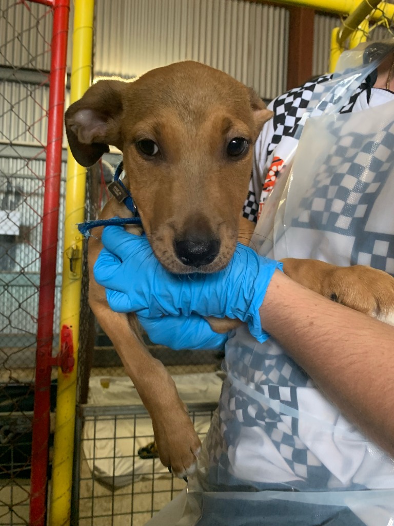 Messy - Medium Female Rottweiler x Mixed Breed Mix Dog in NT - PetRescue