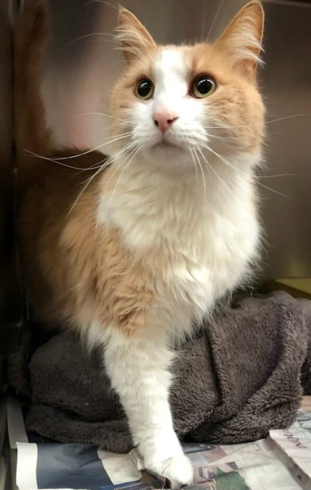 Twix - Male Domestic Medium Hair Cat in VIC - PetRescue