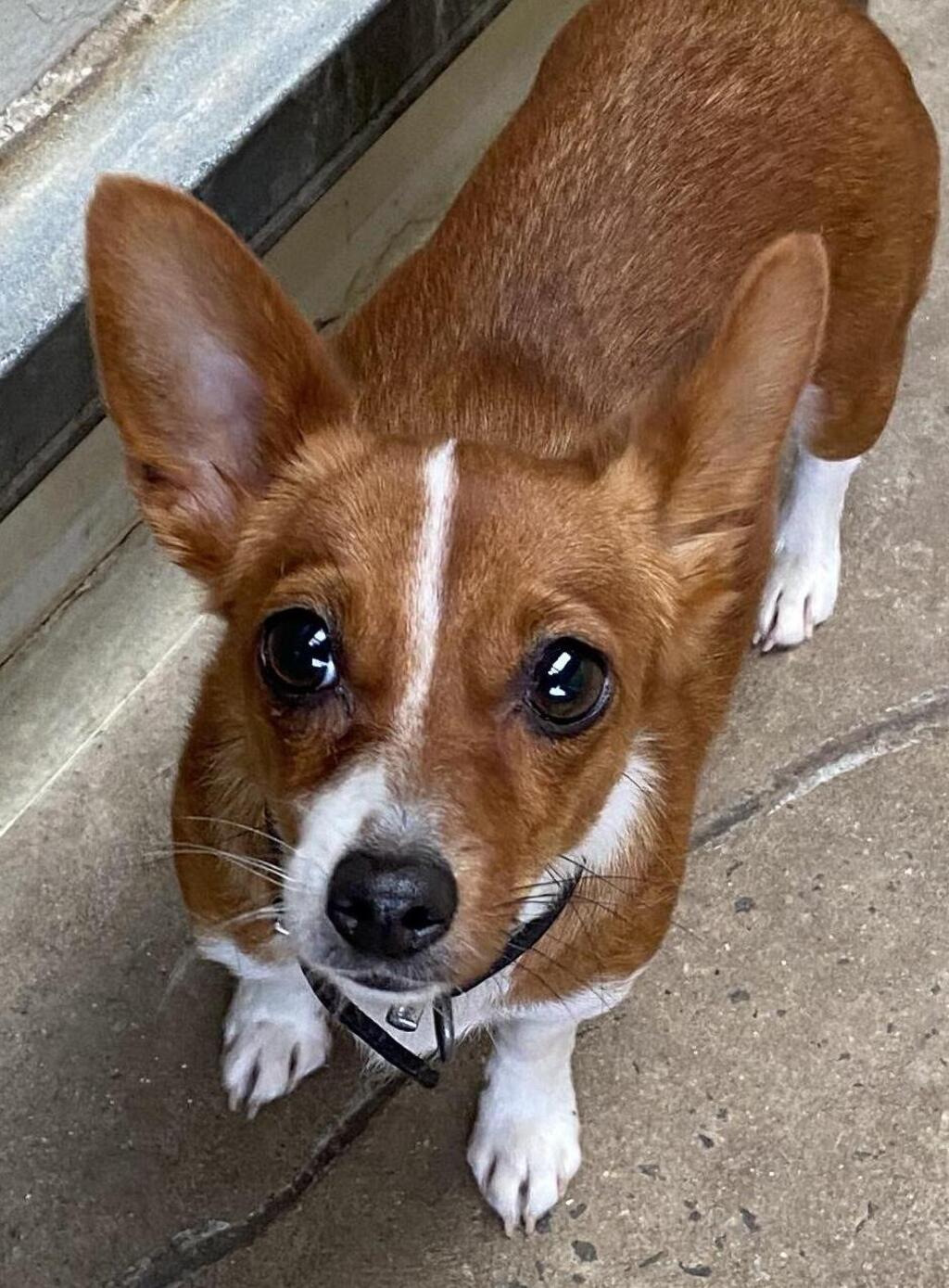 Lady - Small Female Chihuahua x Fox Terrier Mix Dog in VIC - PetRescue
