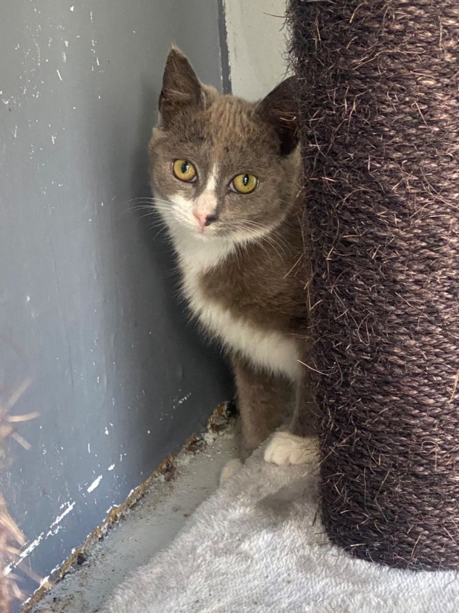 Jonah - Male Domestic Short Hair Cat in VIC - PetRescue