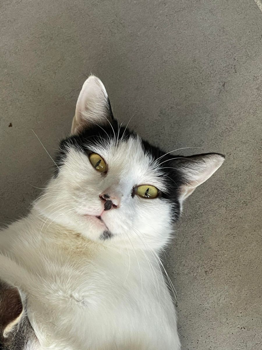 Orca - Female Domestic Short Hair Cat in NSW - PetRescue