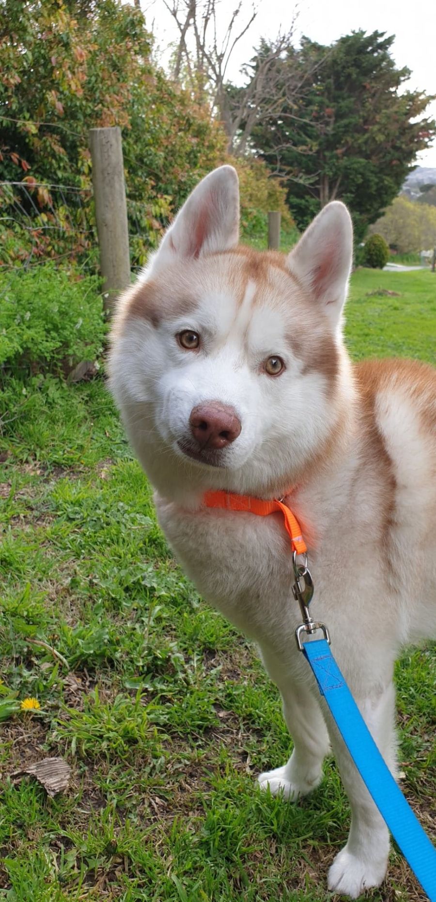 Togo - Medium Male Siberian Husky Dog in VIC - PetRescue