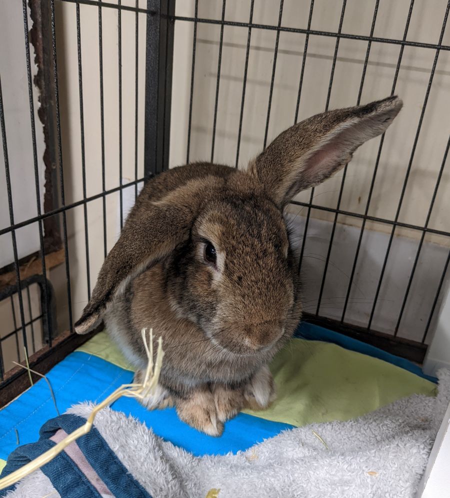 Georgia - Female Domestic Rabbit in VIC - PetRescue