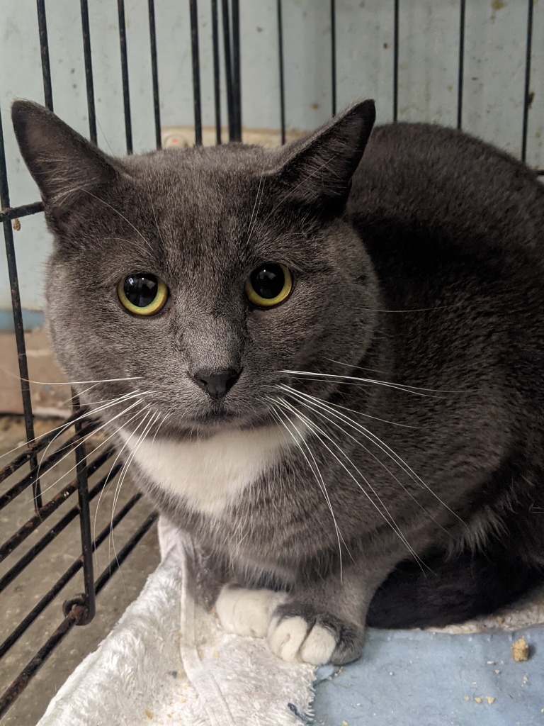 Zeb - Male Domestic Short Hair Cat in WA - PetRescue