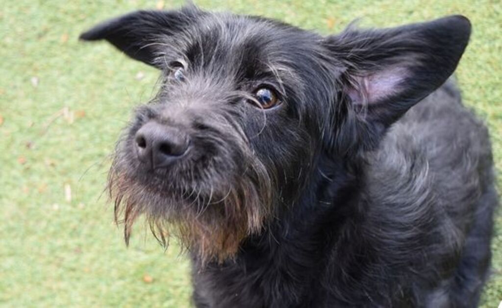 Hamish - Medium Male Labrador x Poodle Miniature Mix Dog in VIC - PetRescue