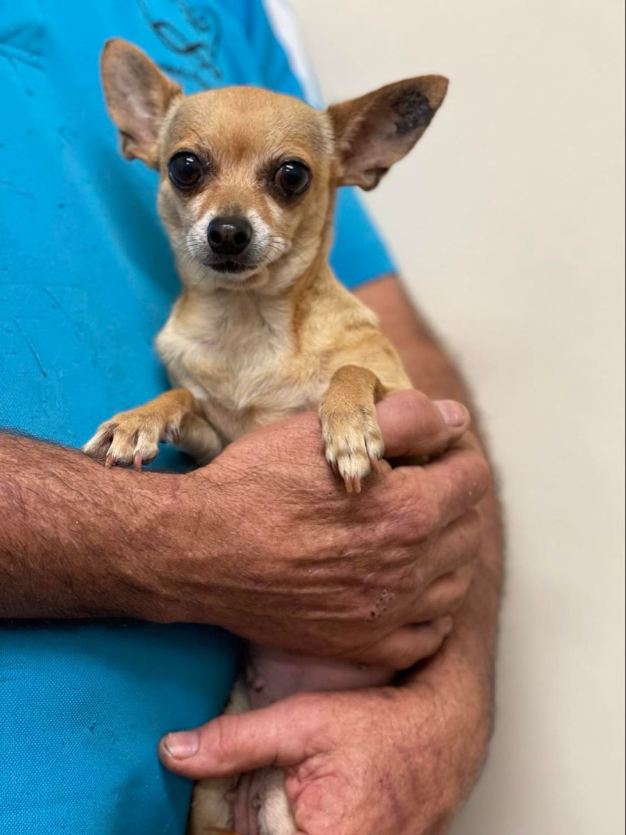 Cha Cha - Small Female Chihuahua Dog in QLD - PetRescue