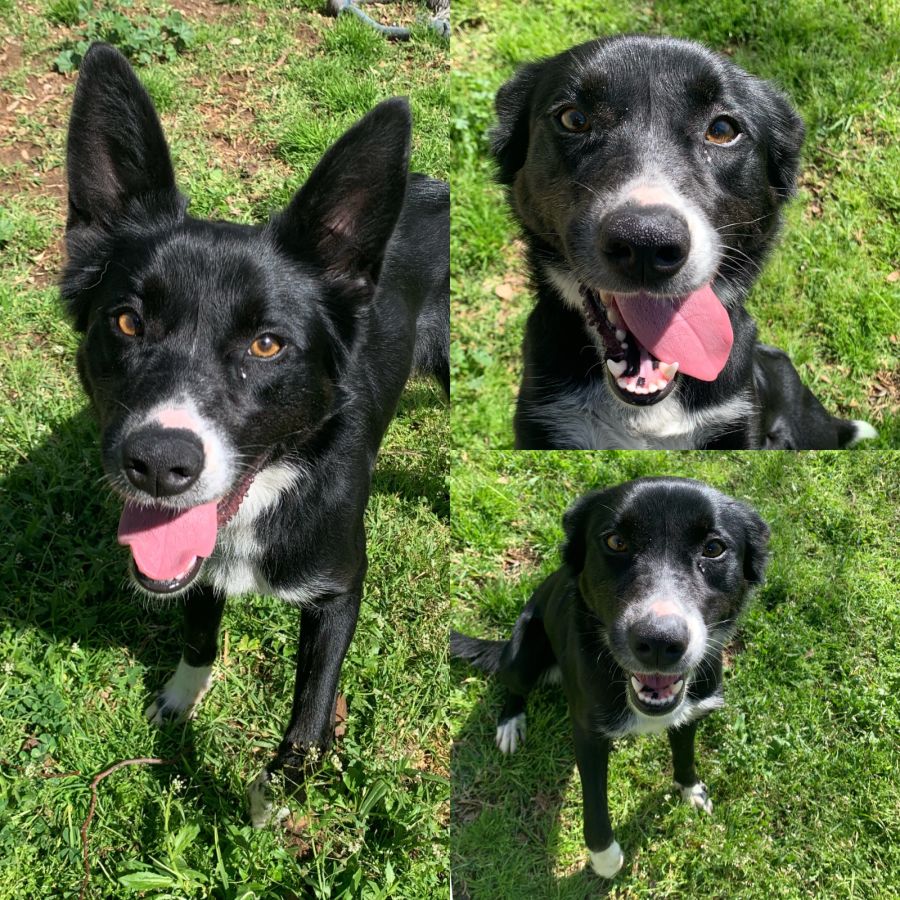Mabel - Medium Female Border Collie Mix Dog in VIC - PetRescue